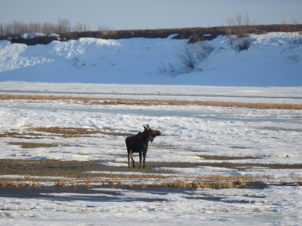 Moose from Bethel, AK, USA on April 28, 2021 at 08:47 PM by Danny ...