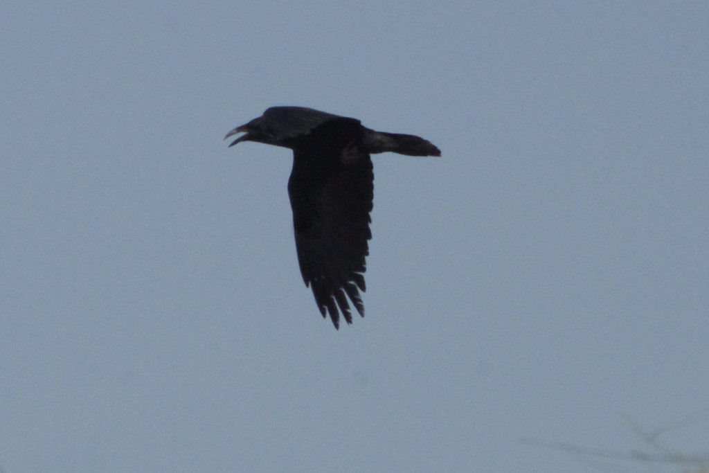 Common Raven from Mexicali, B.C., México on April 24, 2021 at 08:55 AM ...