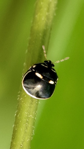 Coptosoma variegata · iNaturalist