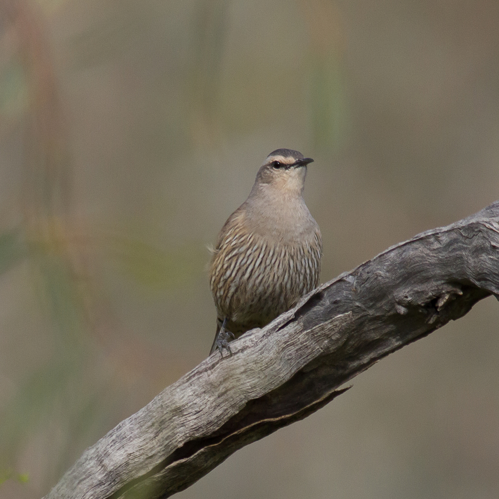 Brown Treecreeper from Innamincka SA 5731, Australia on June 15, 2016 ...