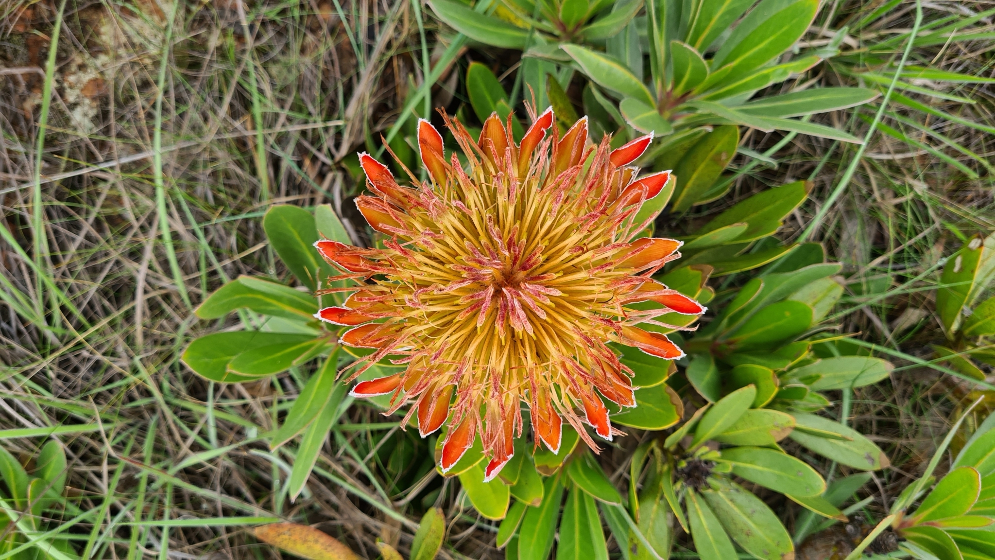 Protea roupelliae subsp. hamiltonii Beard ex Rourke