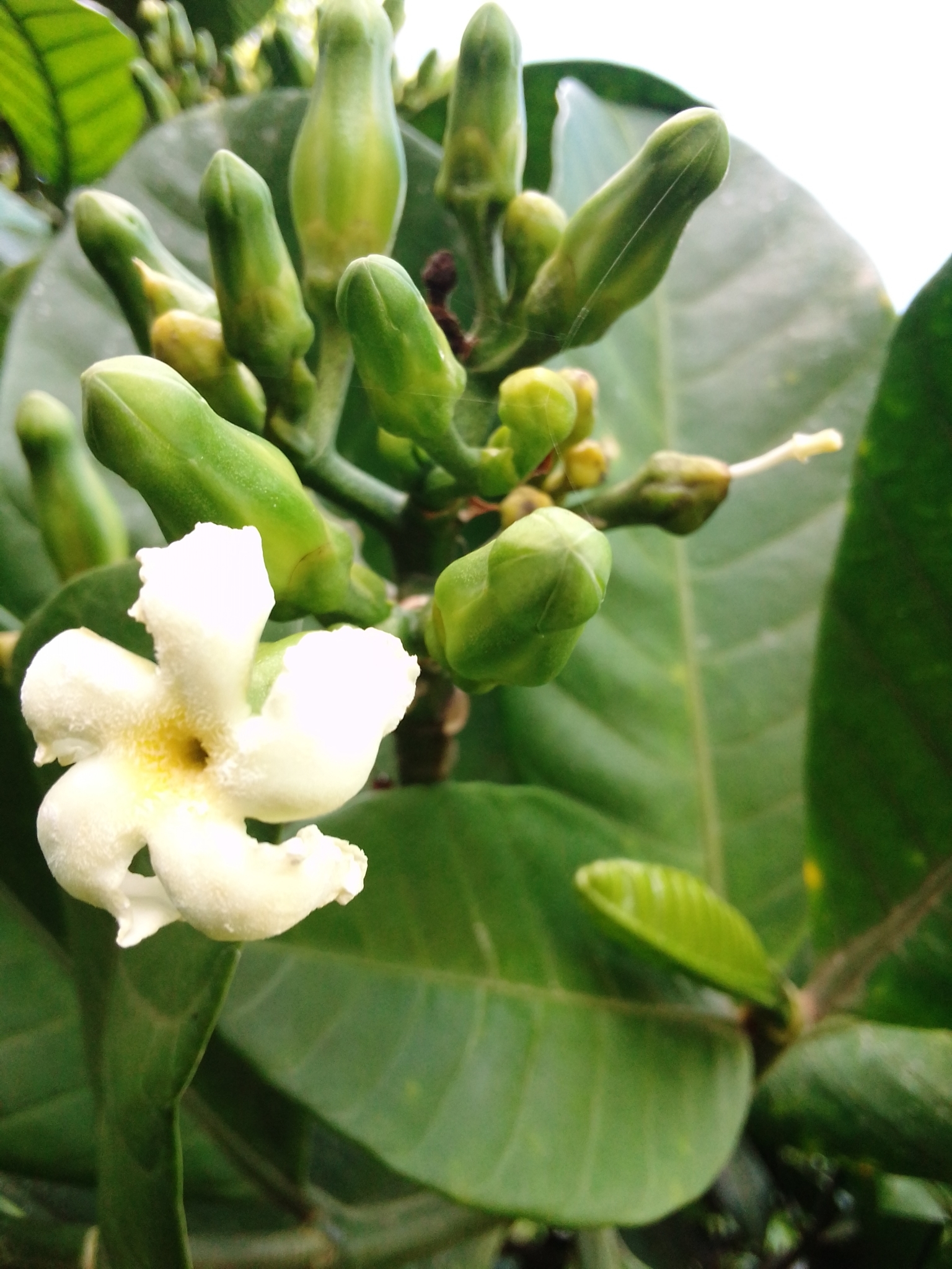 Tabernaemontana pachysiphon Stapf