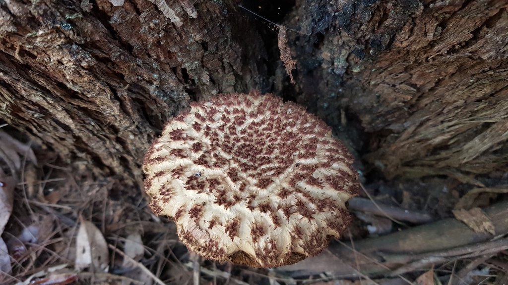 Boletellus aurocontextus from Wallalong Cres after Apollo Ave, West ...