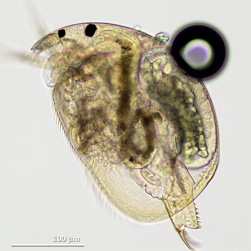 Alona guttata Sars, 1862