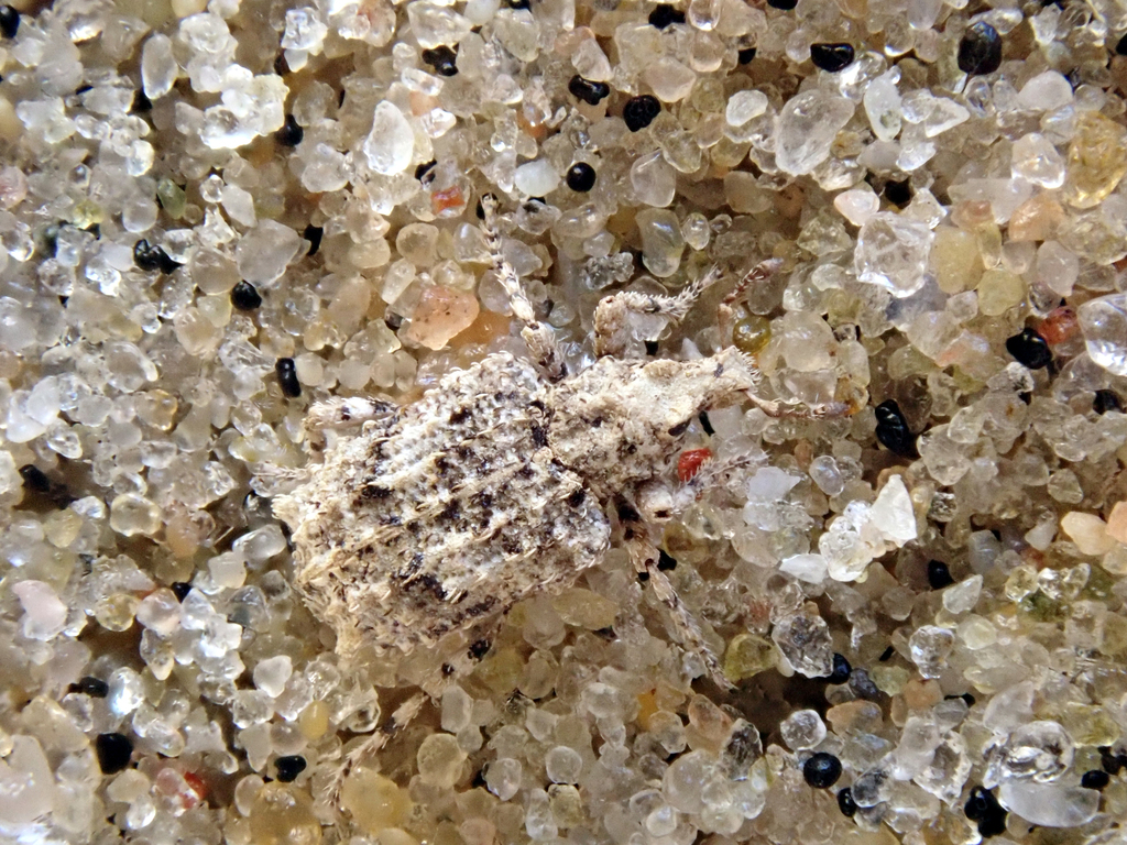 Gronops inaequalis from Маяк, Калининградская обл., Россия, 238570 on ...