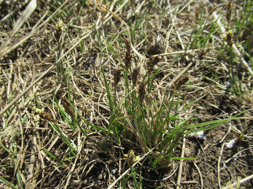 Needleleaf sedge from Черемховский р-н, Иркутская обл., Россия on April ...