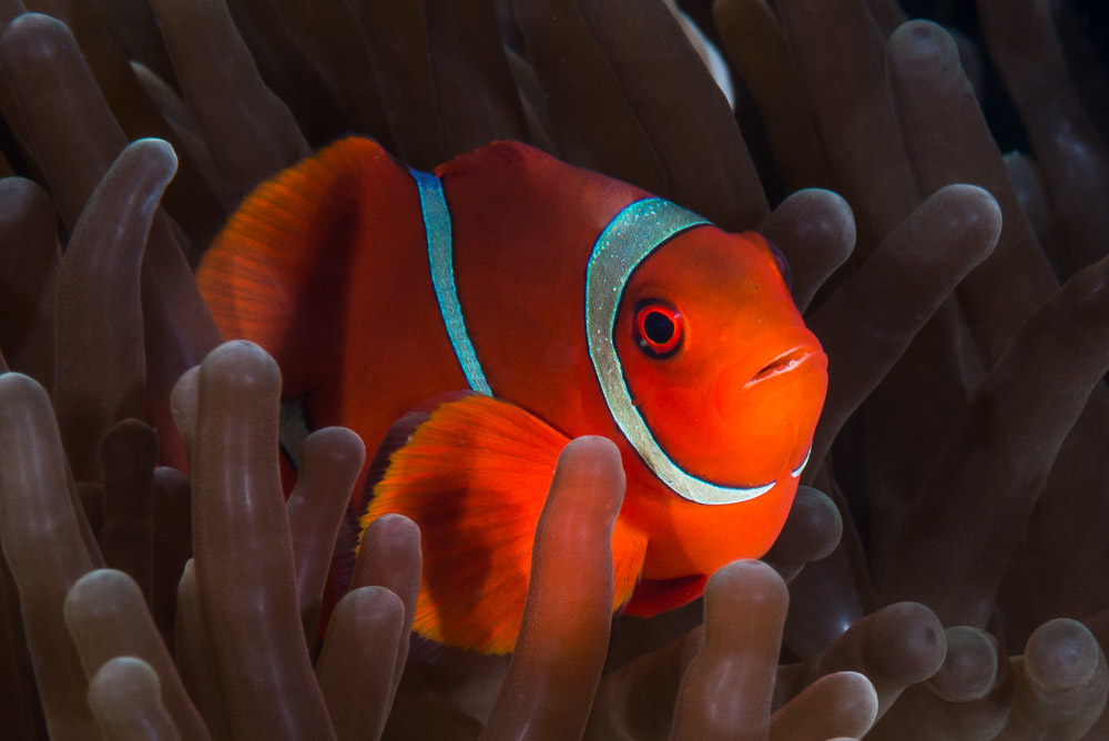 Anemonefishes (Amphiprion) - Marine Life Identification