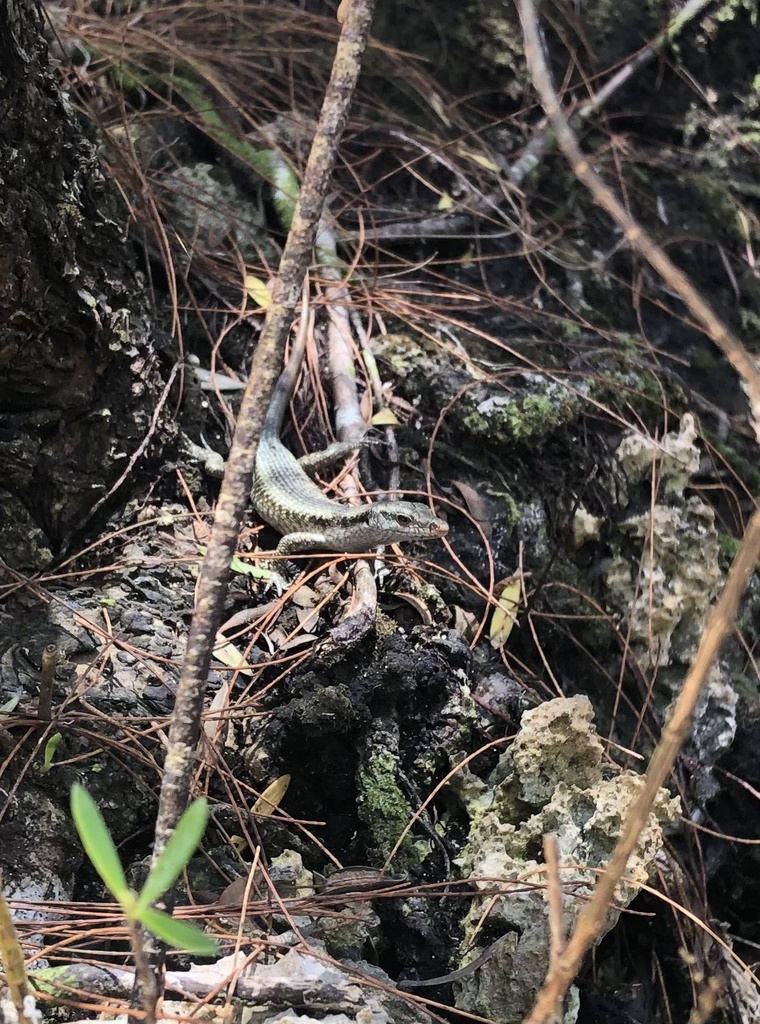Littoral Whiptail-skink from Garangaoi Cove, Palau, PW on April 28 ...