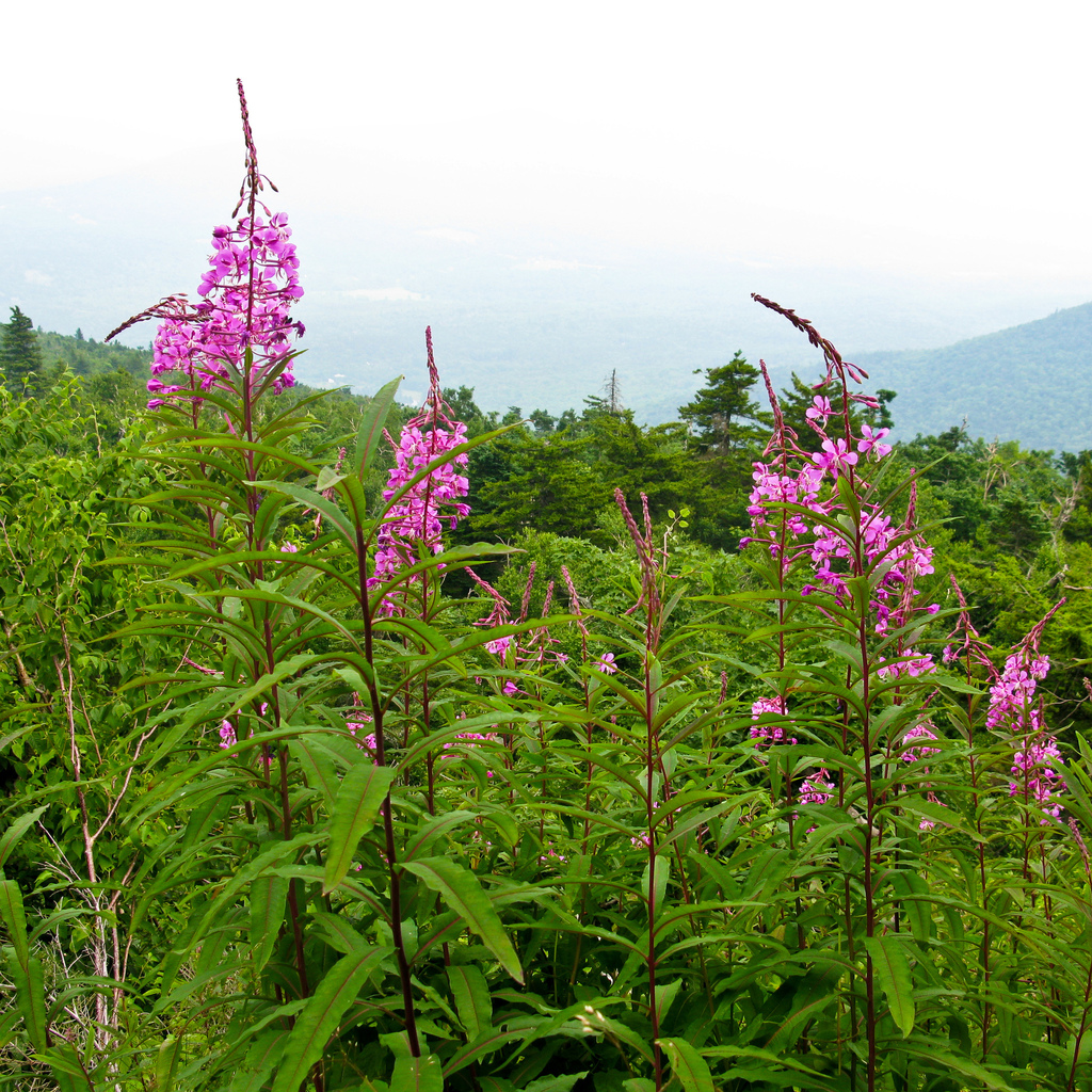 fireweed (Energy Garden Plants) · iNaturalist