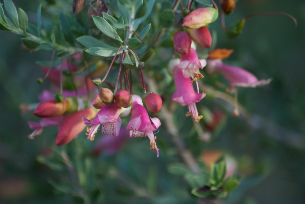 spotted emu bush (Eremophila maculata) - Botanical Realm