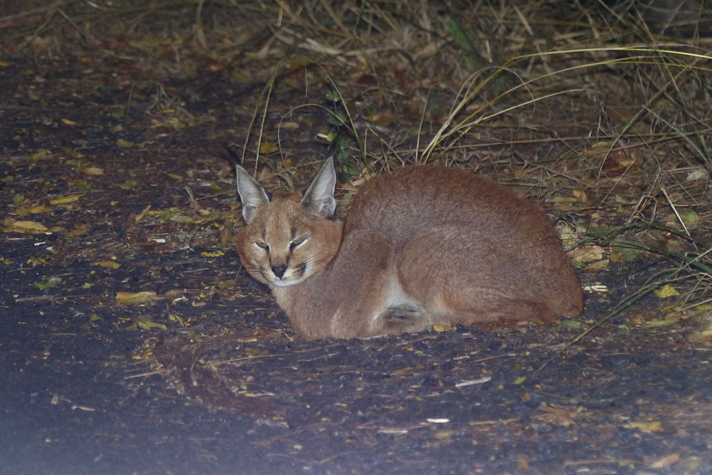 Southern and Eastern African Caracal (Caracal caracal caracal) - Know ...