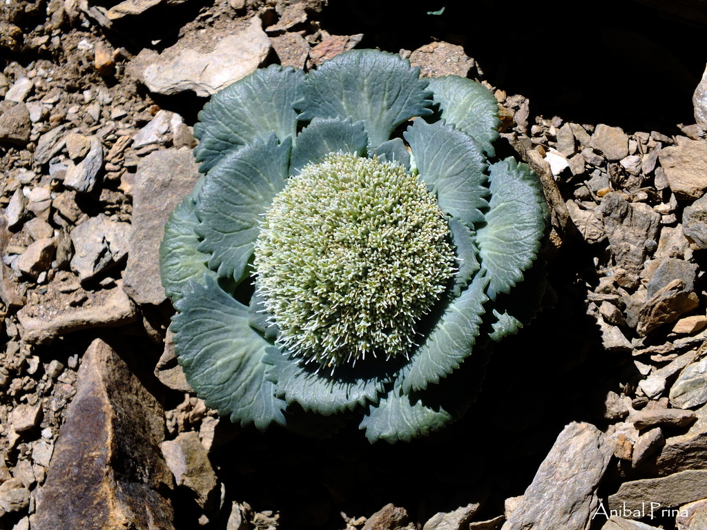 calycera family (Calyceraceae) - Botanical Realm