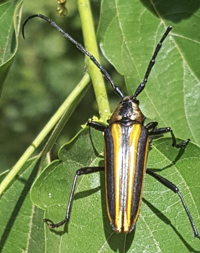 Neotaranomis sinaloae · iNaturalist