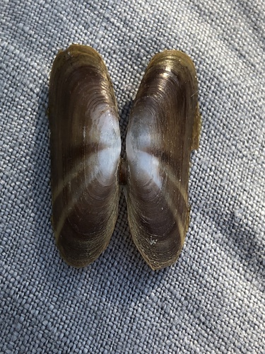 Tagelus divisus · iNaturalist Mexico