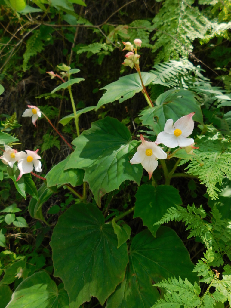 (Begonia ornithocarpa) - Botanical Realm