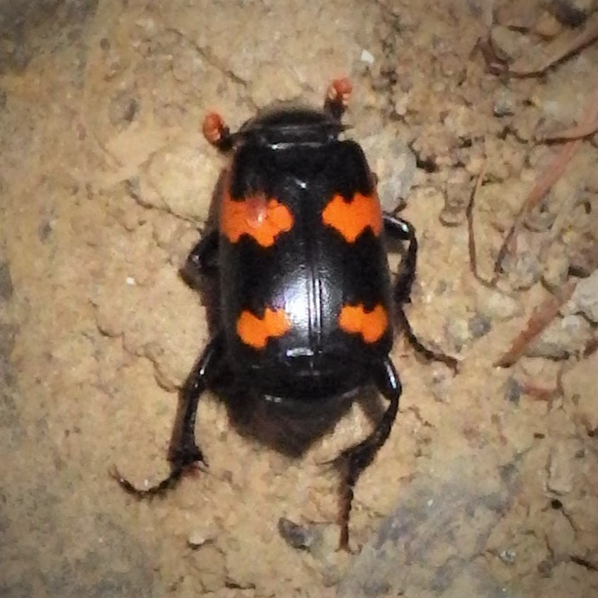 Say's Burying Beetle from Fitzgerald Rd, Burdett, NY 14818, USA on ...