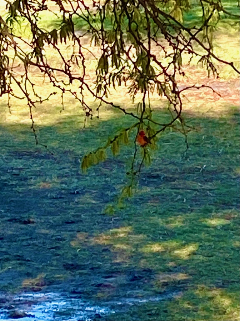 Vermilion Flycatcher from N Desert Willow Pkwy W, Phoenix, AZ, US on ...