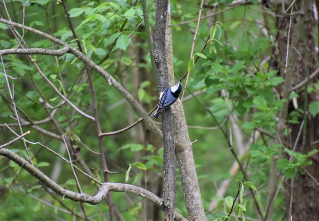 White-breasted Nuthatch from Loudoun County, VA, USA on April 29, 2021 ...