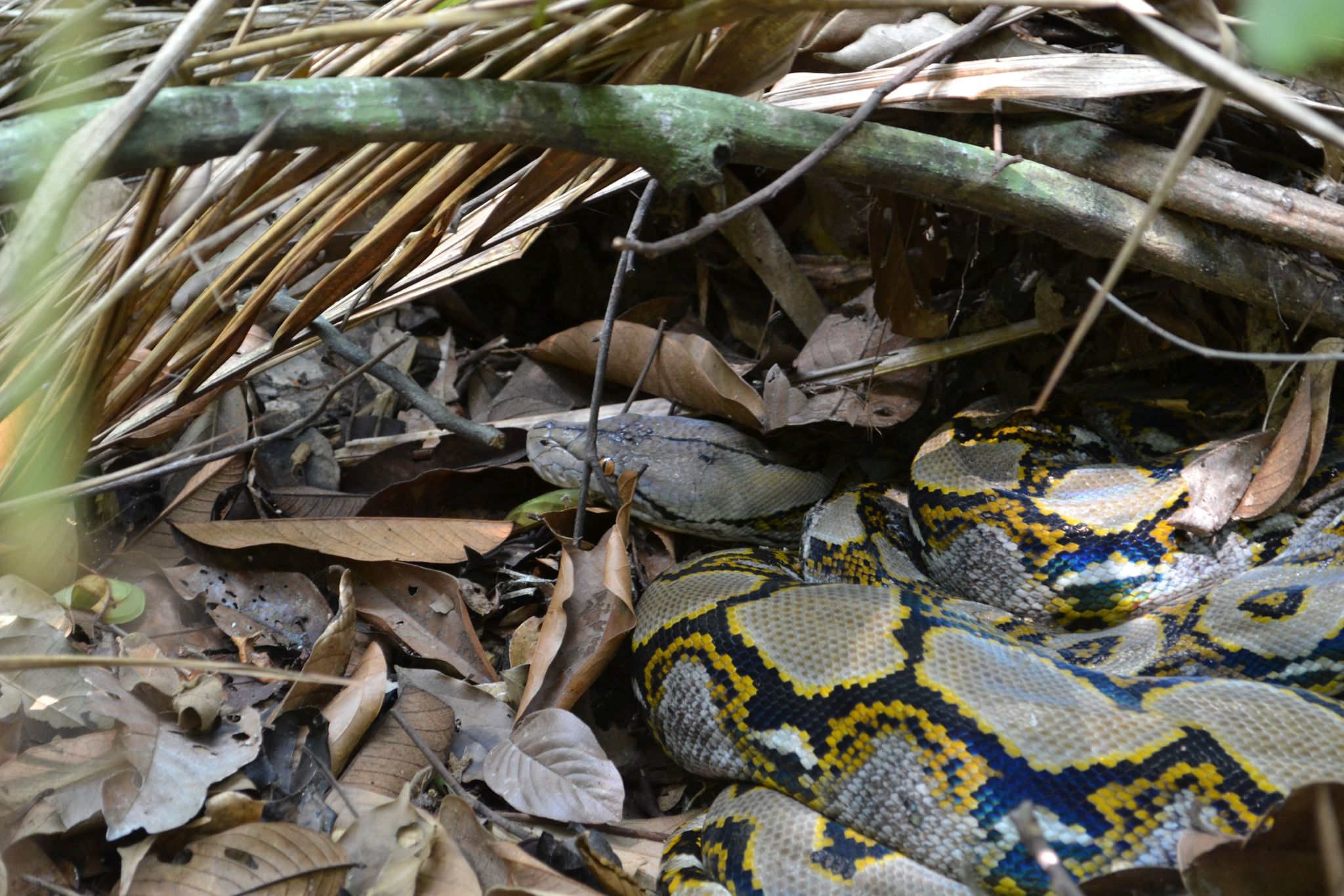 10 Internet Legends About Snakes – Snake Radar