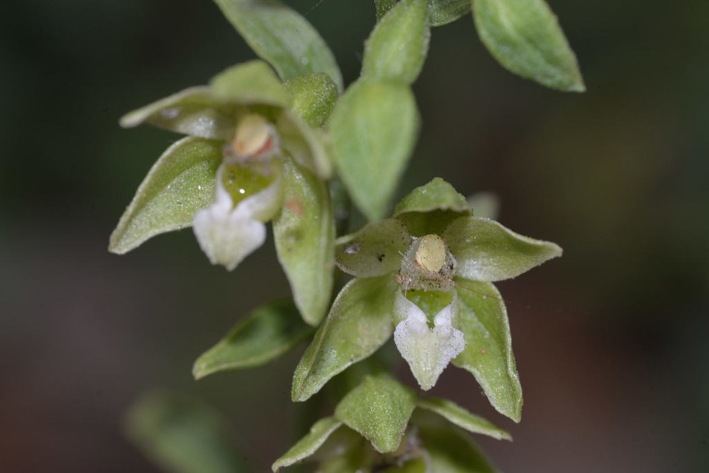 Green-flowered Helleborine (Orchidaceae La Rioja) · iNaturalist