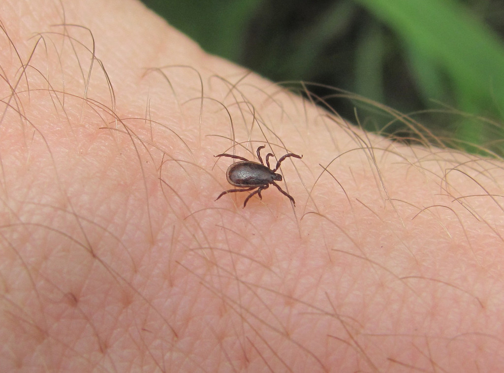 Castor Bean Tick from Кавказский р-н, Краснодарский край, Россия on ...