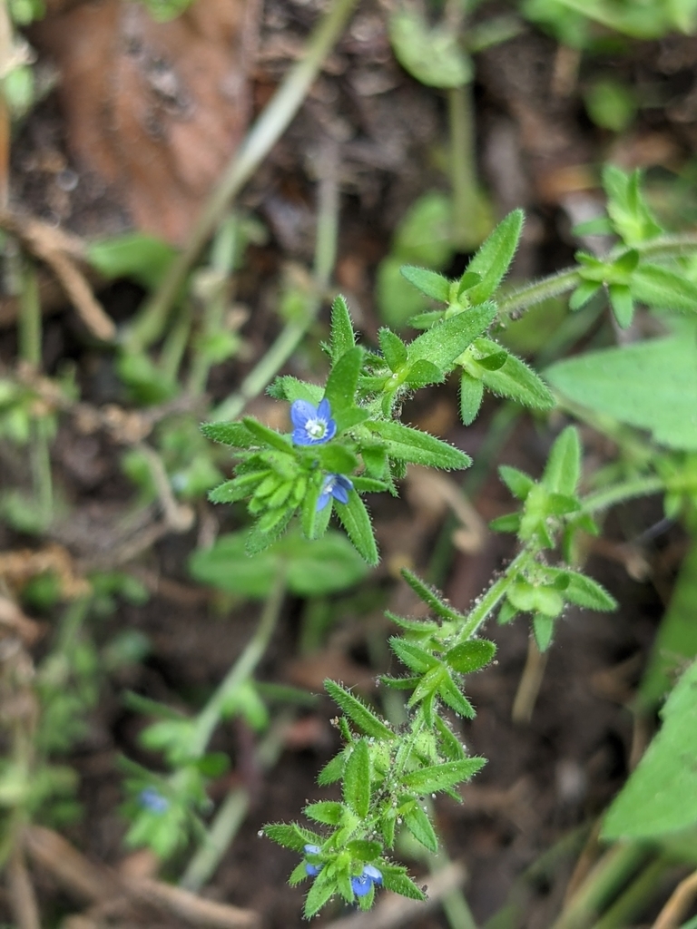 corn speedwell from Lothian, MD 20711, USA on April 29, 2021 at 10:28 ...