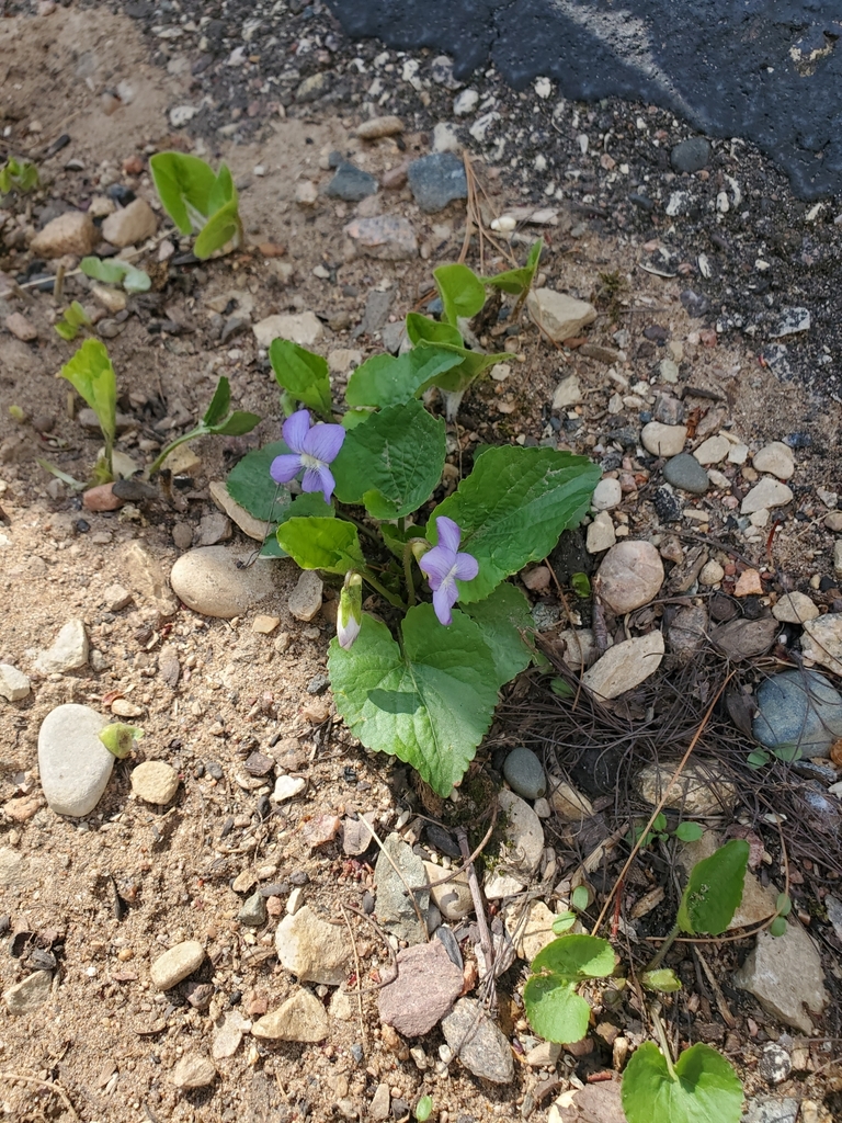 common blue violet from Stevens Point, WI, USA on April 29, 2021 at 02: ...
