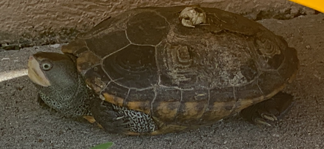 Diamondback Terrapin in April 2021 by glnieman. This little guy was ...