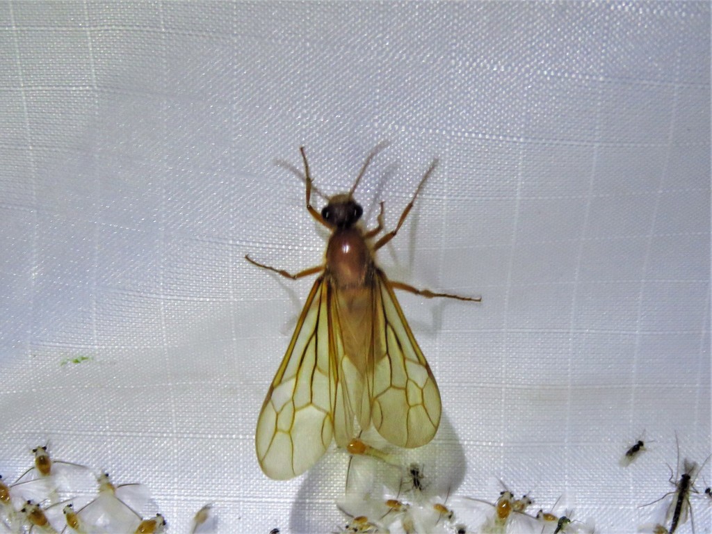 Labidus coecus from Lake Brownwood State Park, Brown Co., TX on April ...