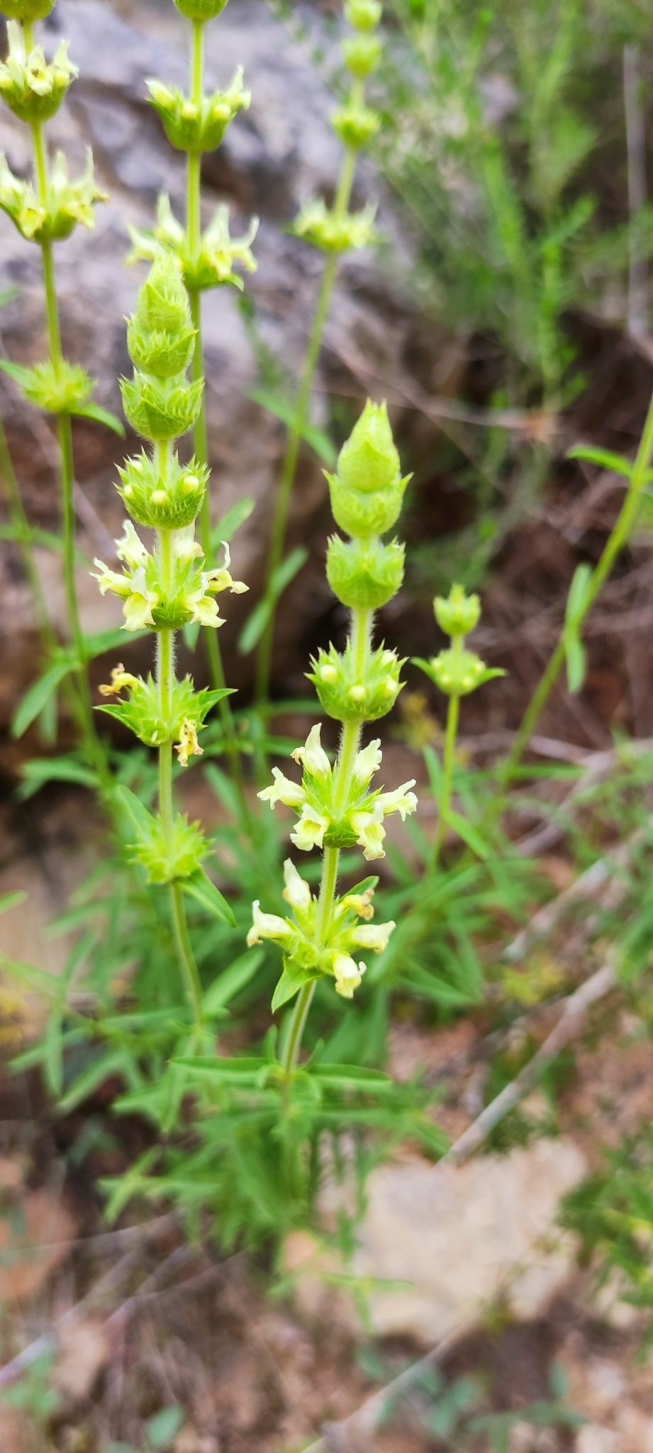 Sideritis arborescens subsp. lusitanica (Font Quer) Rivas Mart., T.E ...