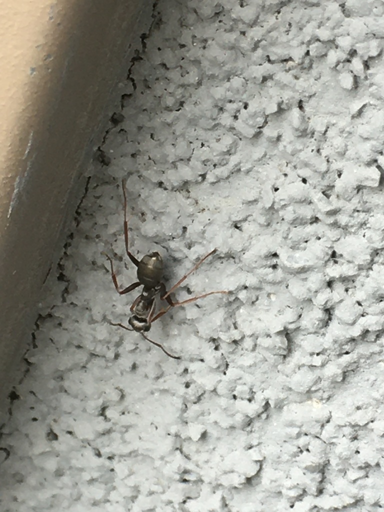 fusca-group Field Ants in April 2021 by rfarley · iNaturalist