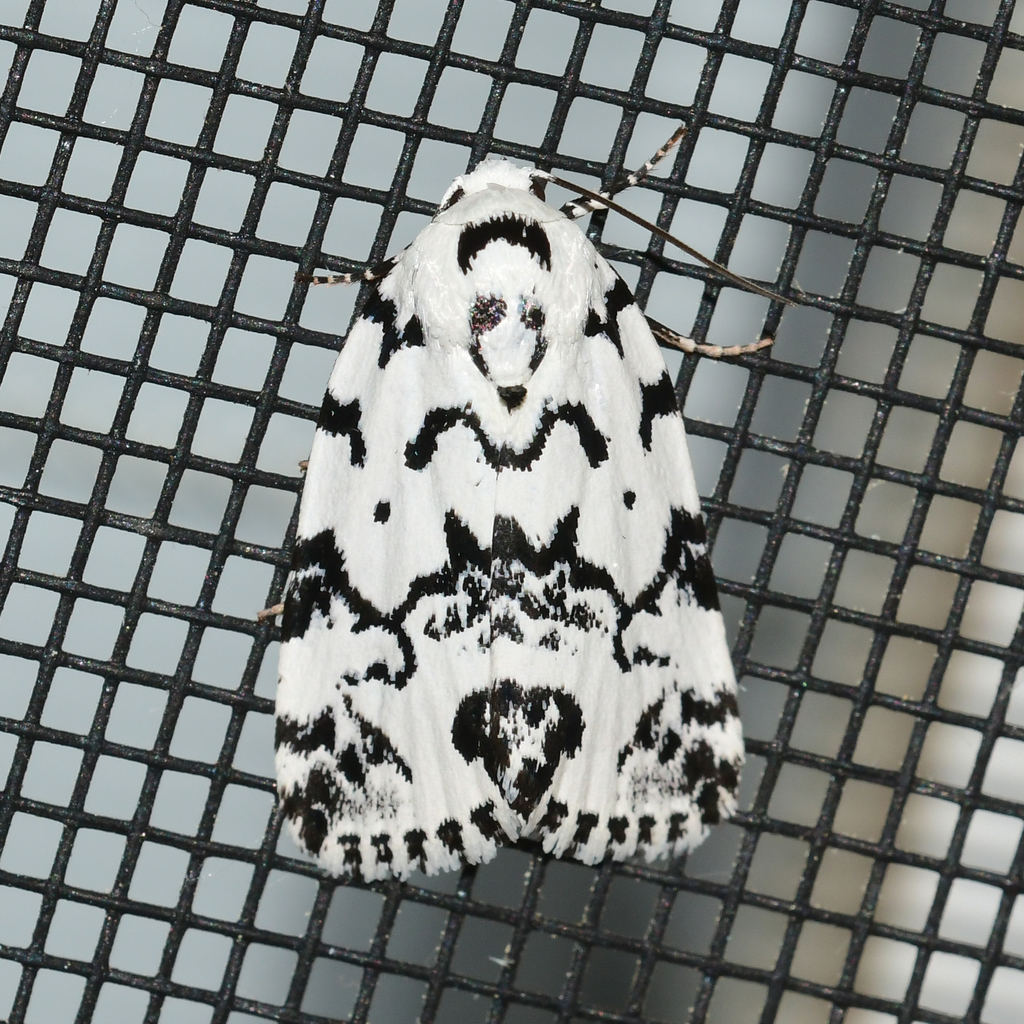 Hebrew Moth (Lepidoptera of Crow Hill (Worcester Co., MA)) · iNaturalist