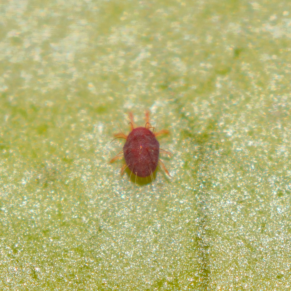 Citrus Red Mite in April 2021 by javixu. Living in Citrus limon leaves ...