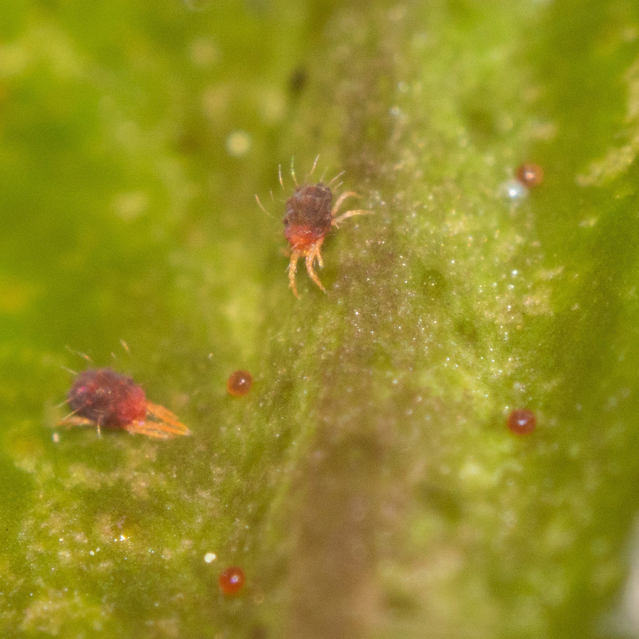 Panonychus citri (McGregor, 1916)