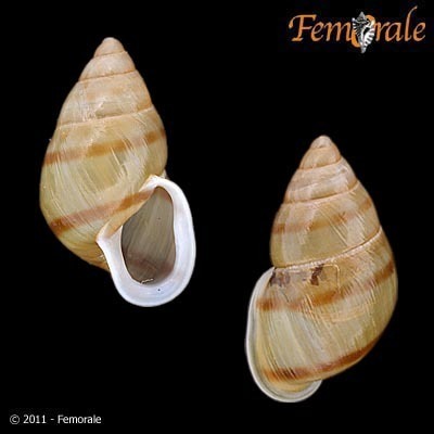 Partula aurantia · NaturaLista Colombia