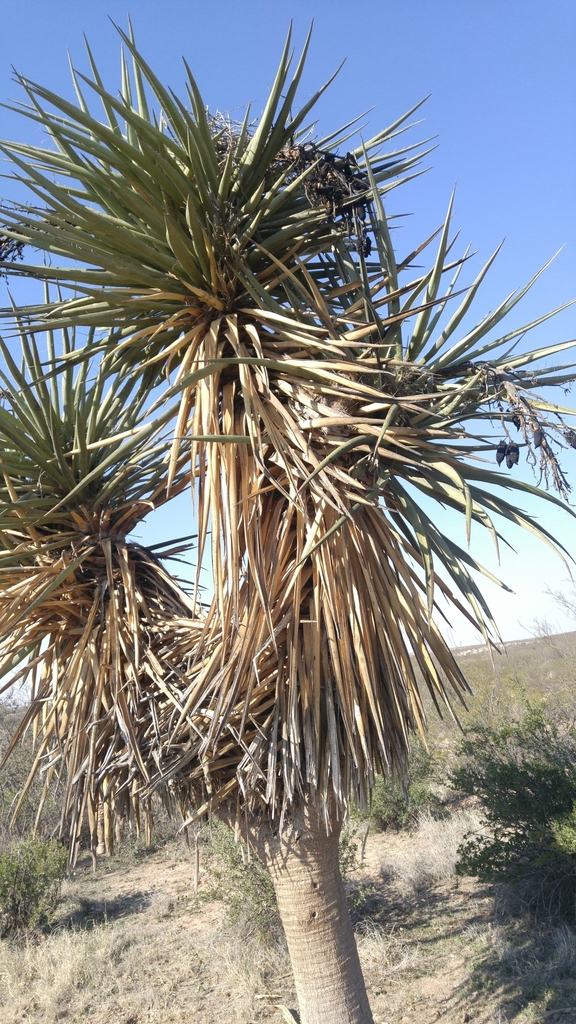 Torrey's Yucca in December 2017 by Shaun Michael · iNaturalist
