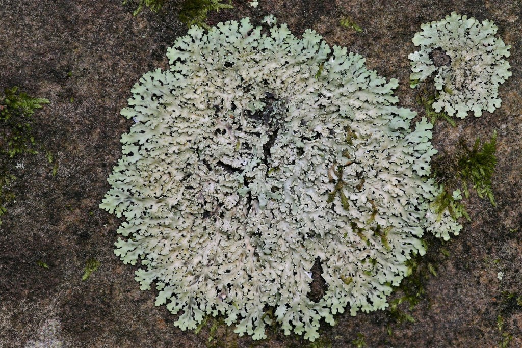 White Fringe (Local Fungi of NWFL) · iNaturalist
