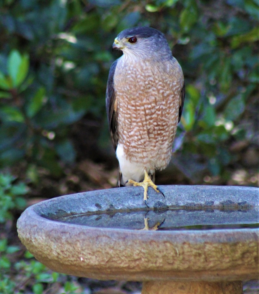 Cooper's Hawk from Clairemont, San Diego, CA, USA on April 29, 2021 at ...