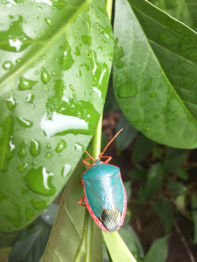 Red-bordered Stink Bug from Calle A Norte, David, Chiriqui, PA on April ...