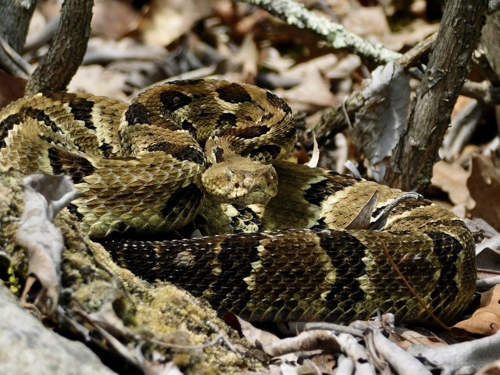 Timber Rattlesnake in April 2021 by dbond · iNaturalist