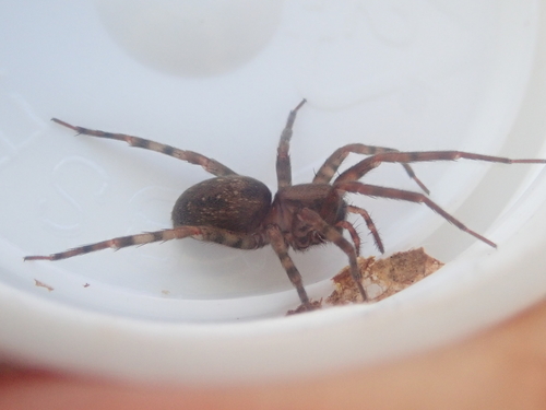 Maniho meridionalis · iNaturalist