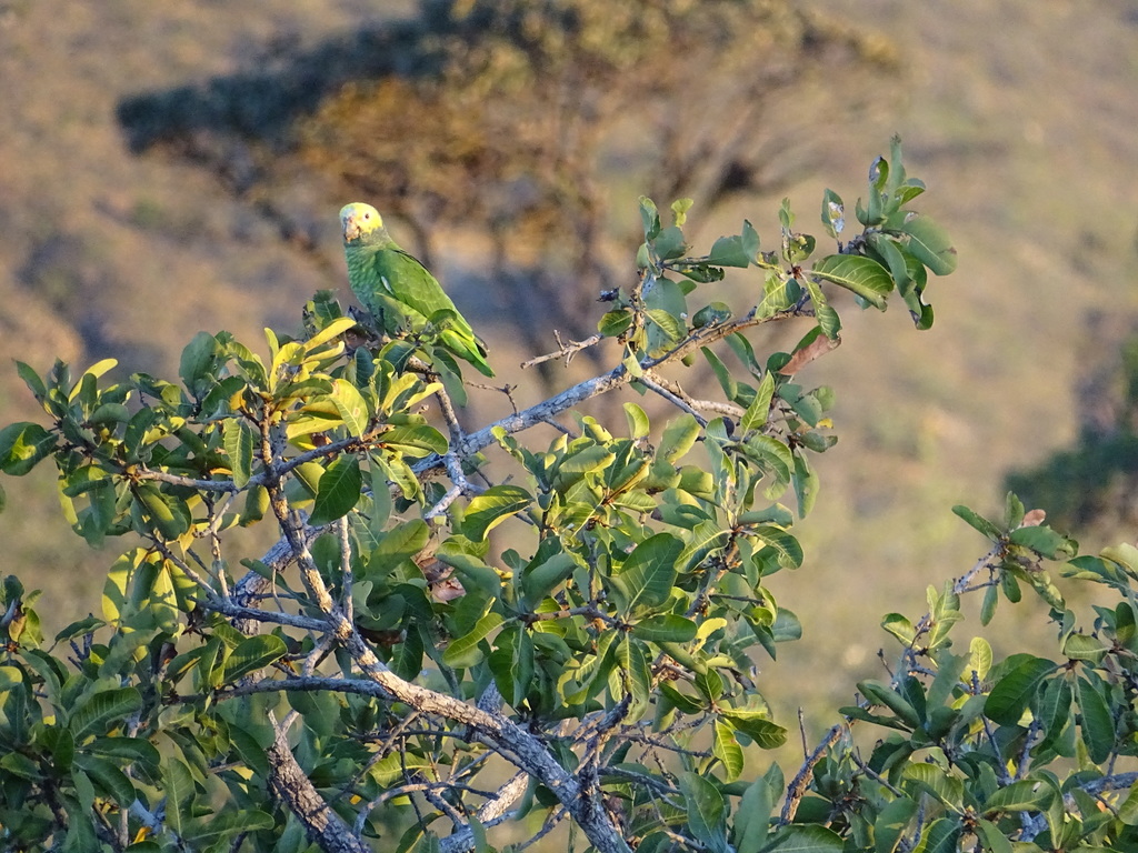 Yellow-faced Parrot in May 2015 by Bárbara Vitorino · iNaturalist