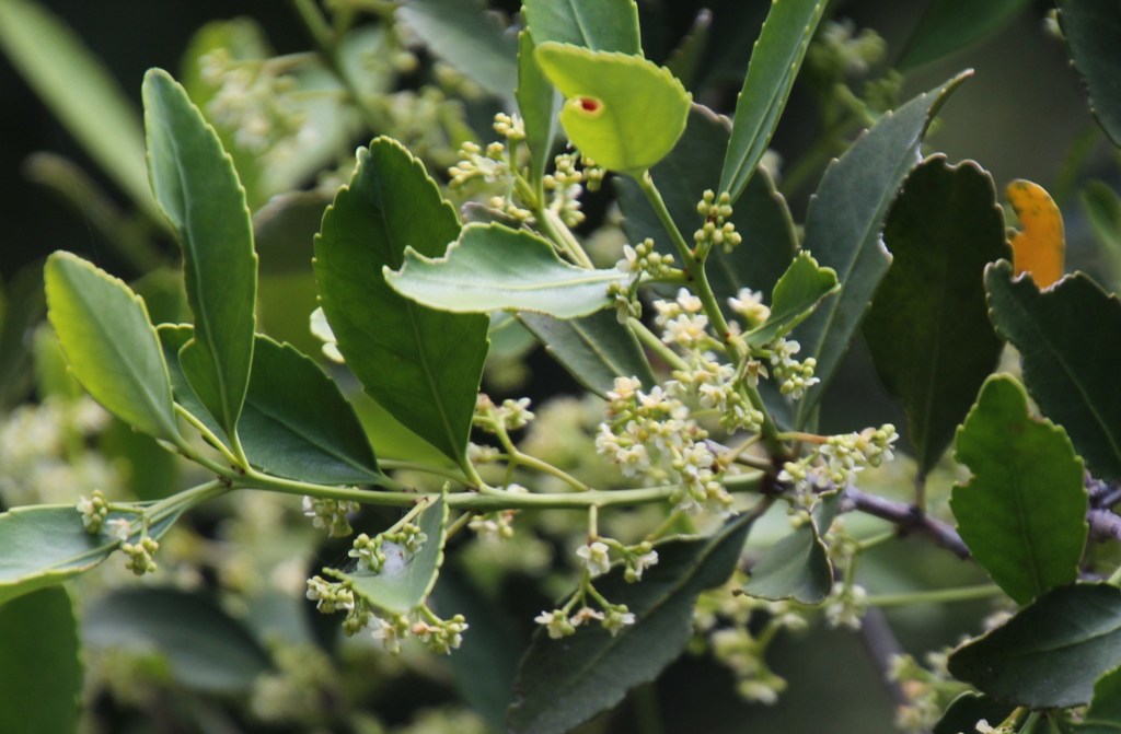 Spoonwood (Trees of the Cape Peninsula) · BioDiversity4All
