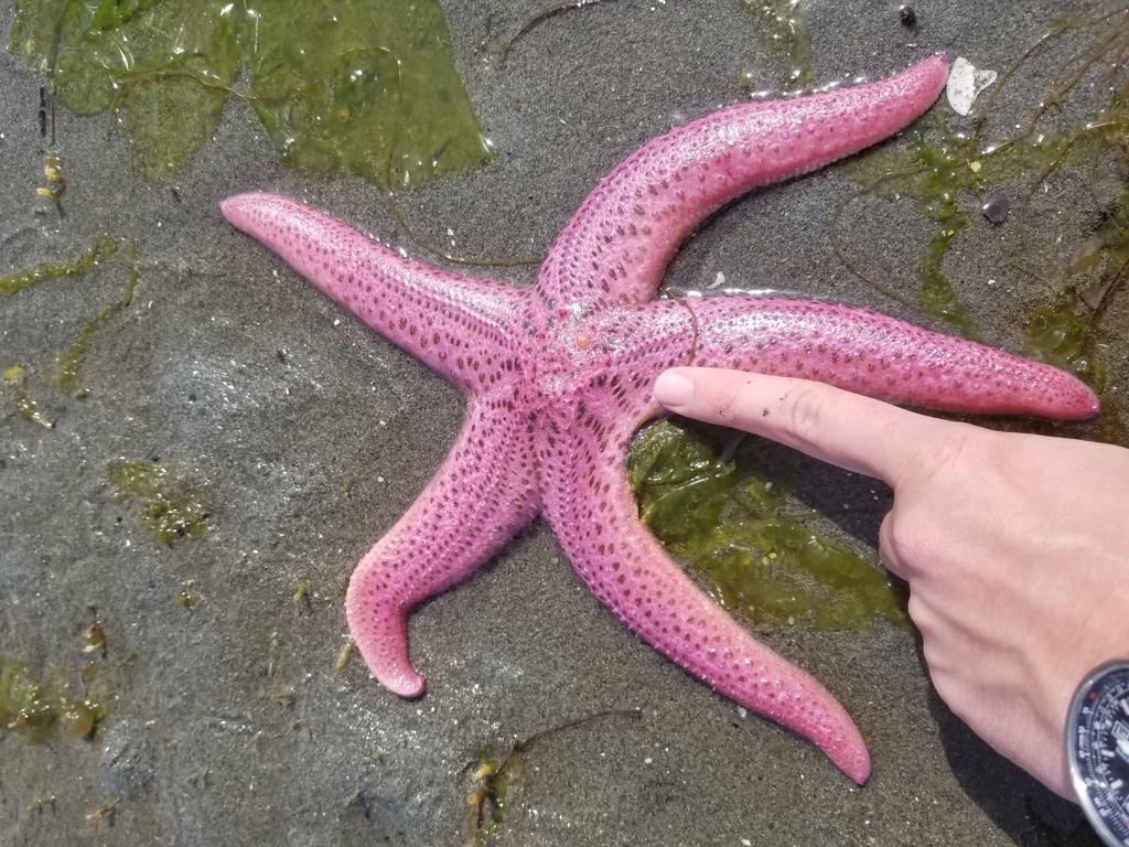 Giant Pink Sea Star from Gig Harbor, WA 98329, USA on April 29, 2021 at ...