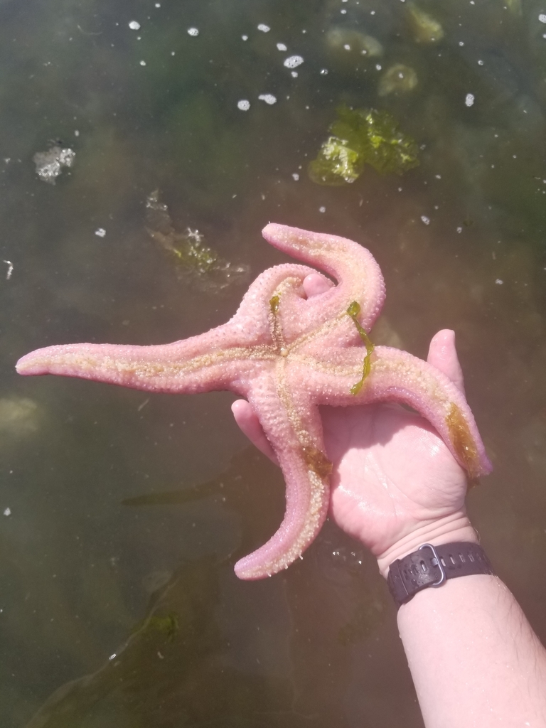 Giant Pink Sea Star from Gig Harbor, WA 98329, USA on April 29, 2021 at ...