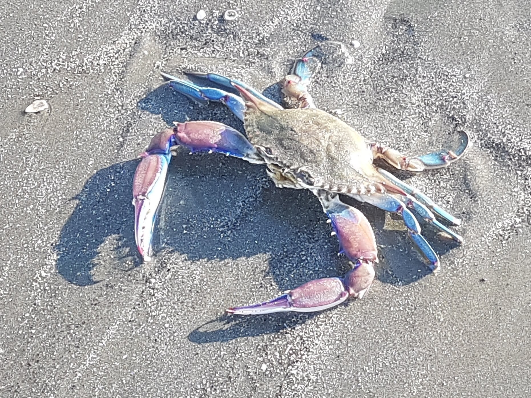 Callinectes danae Smith, 1869