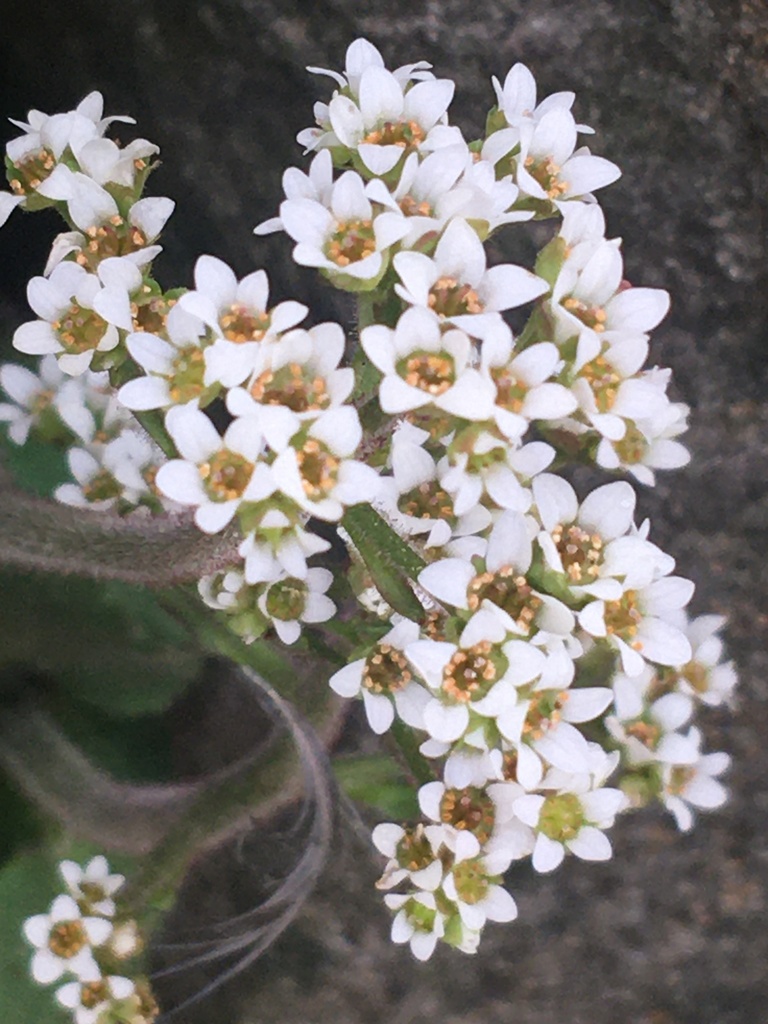 Virginia saxifrage from Alpine, NJ, USA on April 29, 2021 at 03:23 PM ...