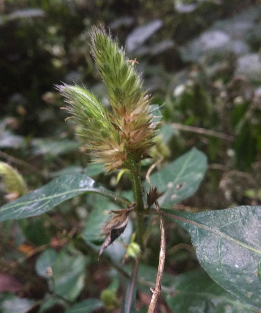(Lepidagathis incurva) - Botanical Realm