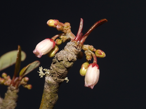 Papelillo (Jatropha sympetala)
