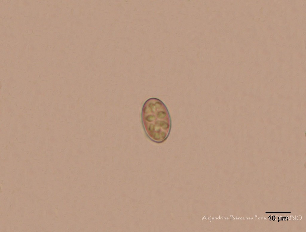 Pyrenula ochraceoflava (Lichen of the Chagos Archipelago) · iNaturalist